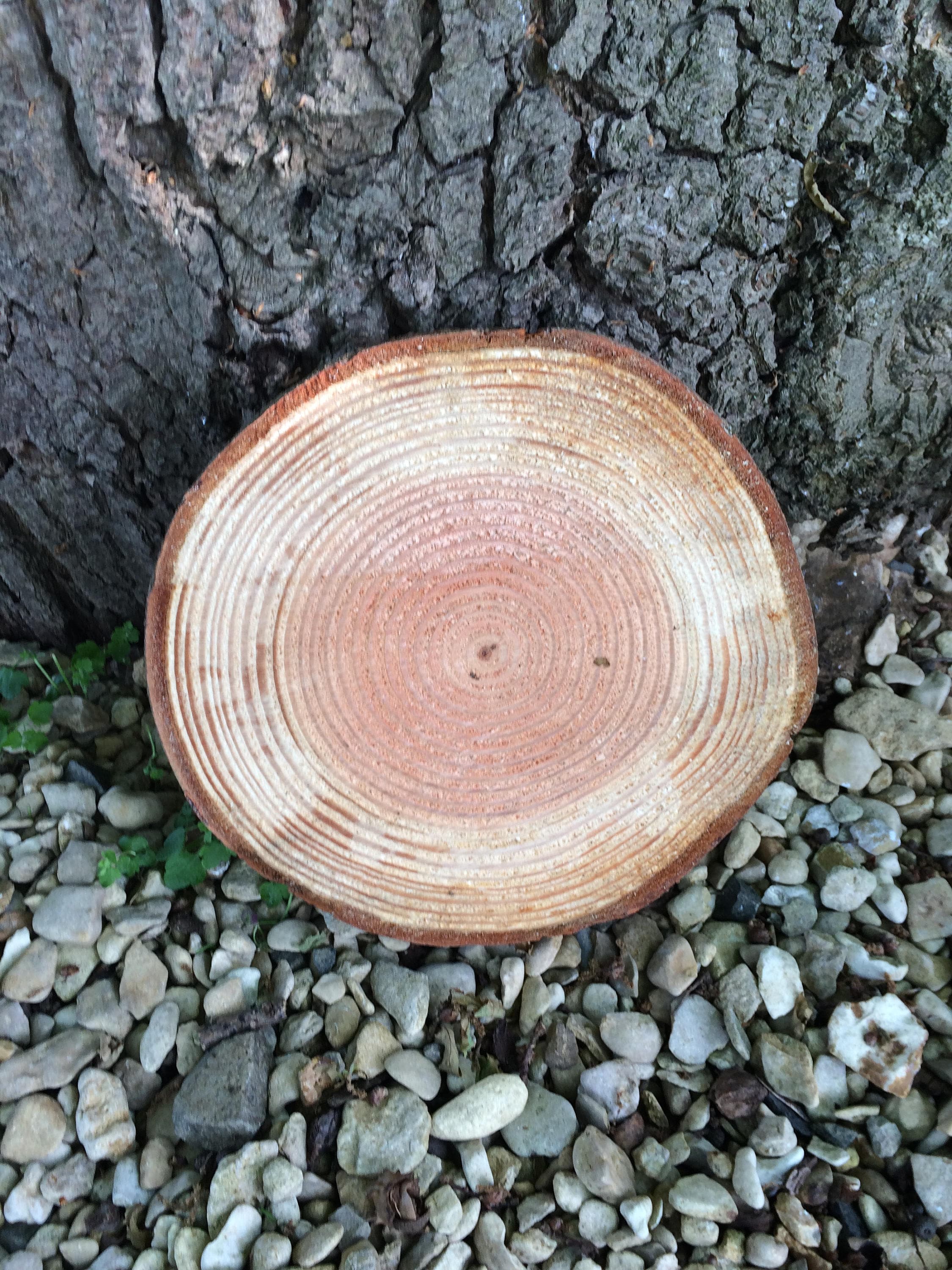 Four 10" - 12" Wooden Garden Stepping Stones, Rustic Log Slices, Garden ...