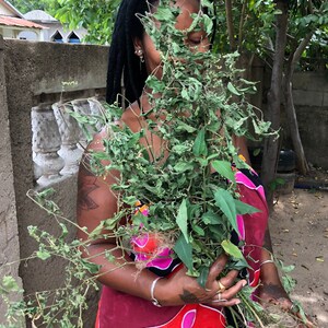 Jamaican Dog Blood Herb | Bush Tea | Wildcrafted From Jamaica ...