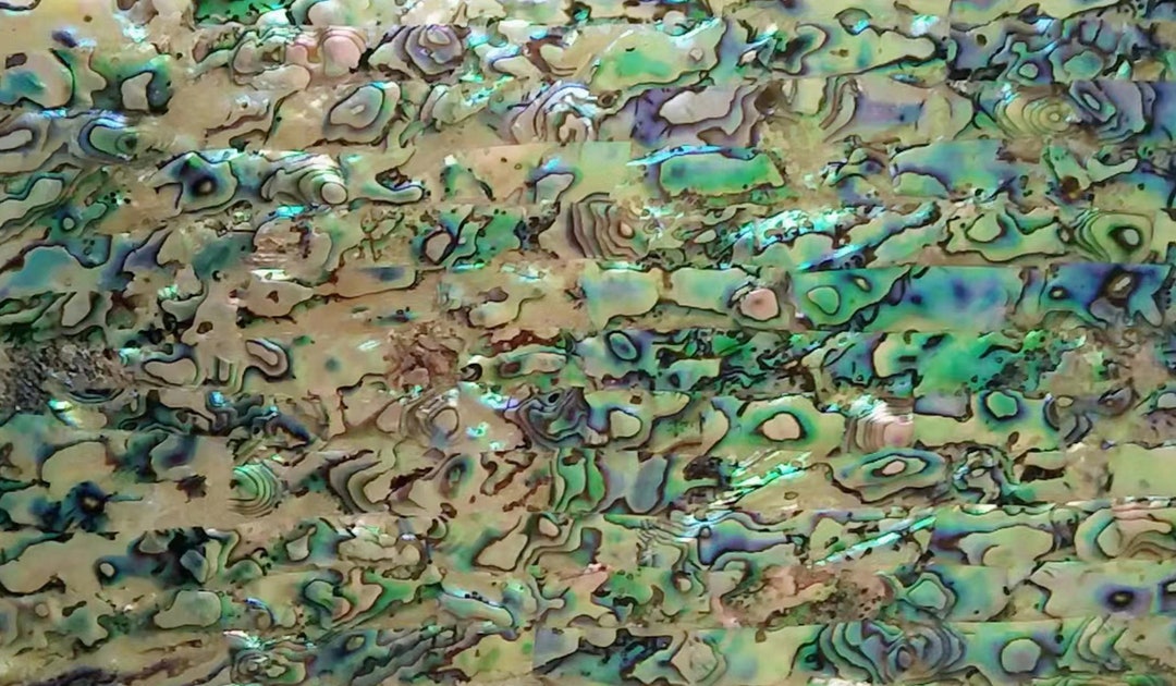 Abalone Shell A Adhesive Veneer Sheet (mother of Pearl Shell) 9.5 X 5.5 ...