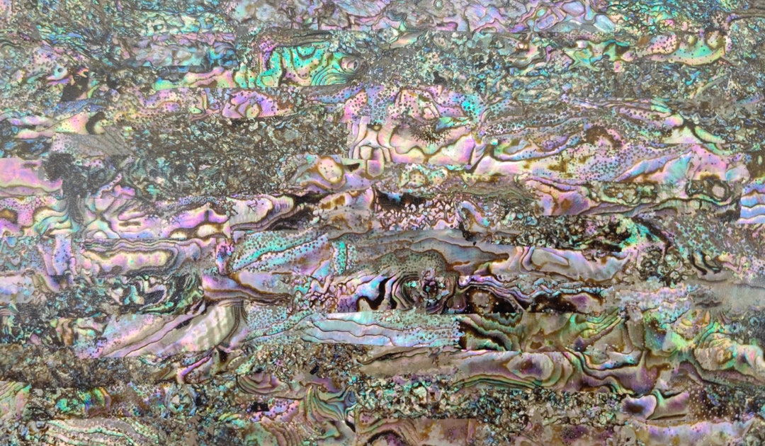 Mexican Abalone Shell Adhesive Veneer Sheet (mother of Pearl Shell) 9.5 ...