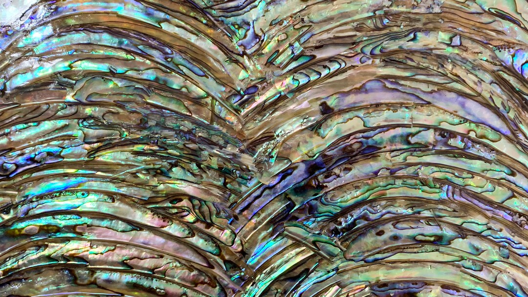 Abalone Shell AA With Rims Adhesive Veneer Sheet (mother of Pearl Shell ...