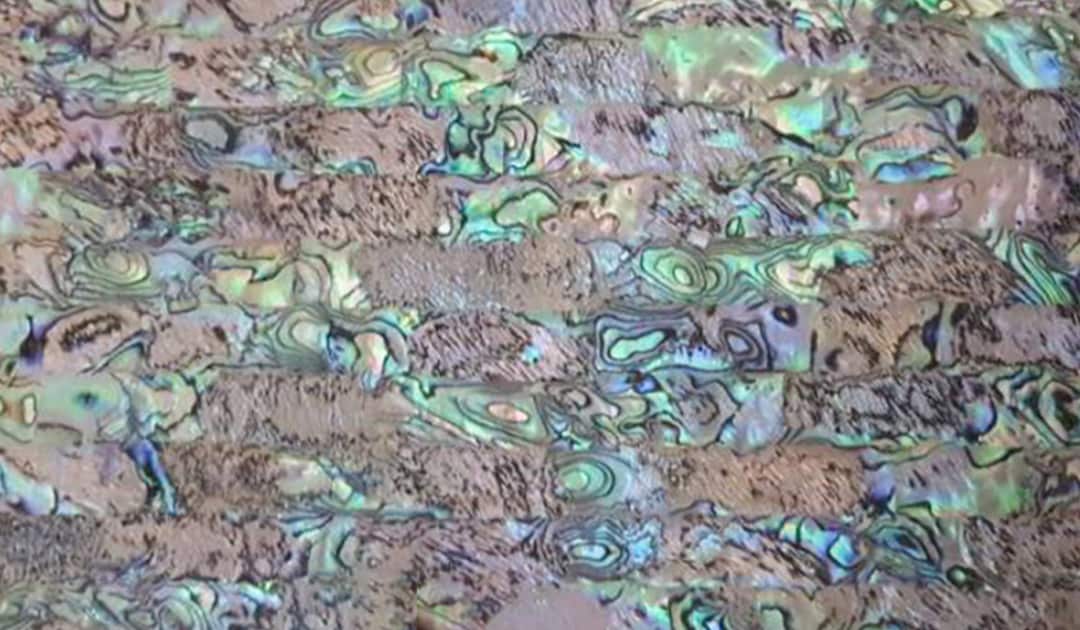 Abalone Shell AB Adhesive Veneer Sheet (mother of Pearl Shell) 9.5 X 5. ...