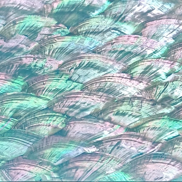 Blue Abalone Shell - Etsy