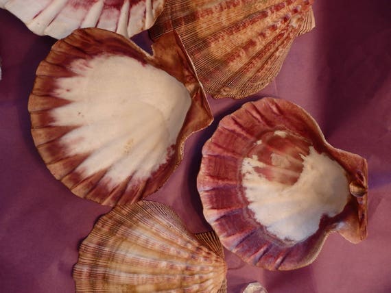 Large Beautiful Lion Paw Sea Shell for Smudging or Beach Theme - Etsy