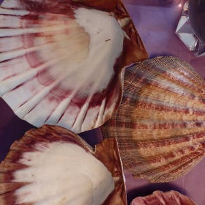 Large Beautiful Lion Paw Sea Shell for Smudging or Beach Theme ...