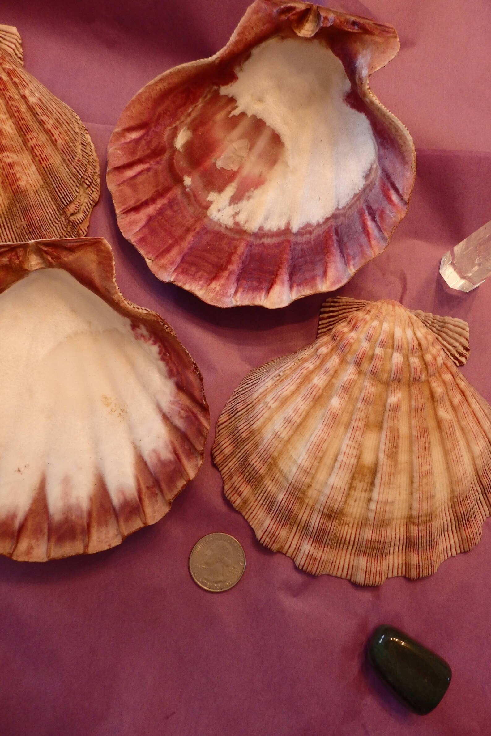 Large Beautiful Lion Paw Sea Shell for Smudging or Beach Theme - Etsy