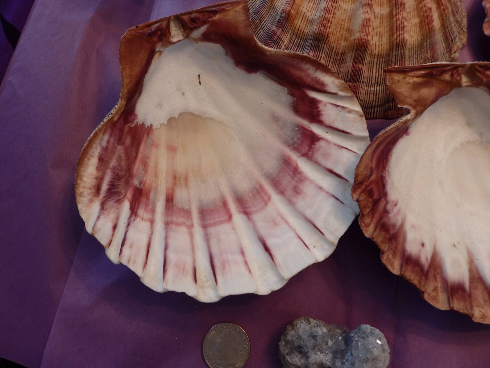 Large Beautiful Lion Paw Sea Shell for Smudging or Beach Theme - Etsy