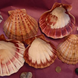 Large Beautiful Lion Paw Sea Shell for Smudging or Beach Theme ...