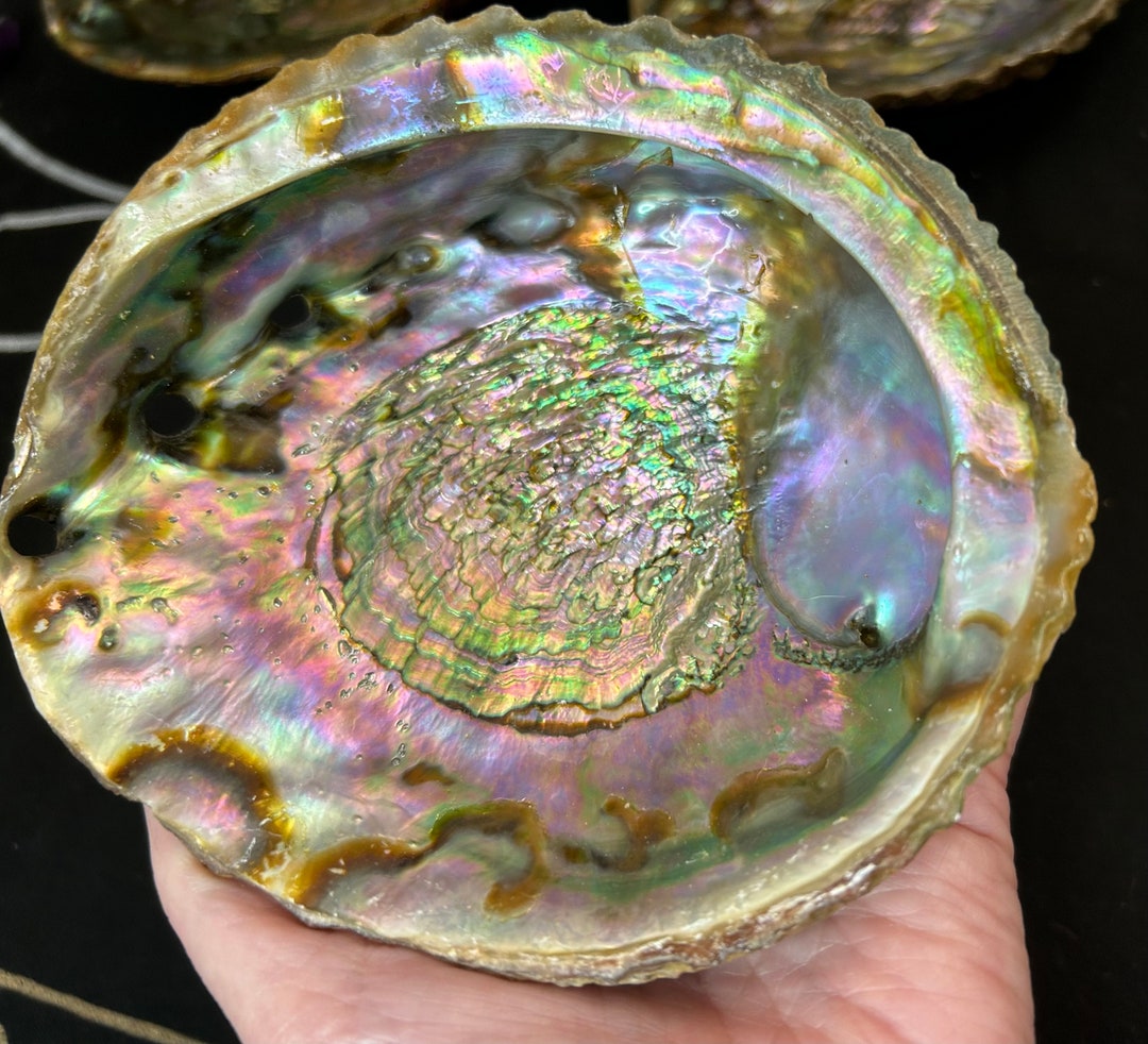 Large Abalone Shell, Organic Smudge Bowl, Smudge Stick Holder - Etsy