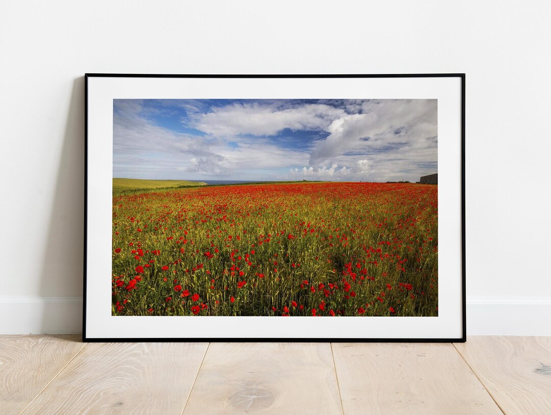 Wildflower Prints of Poly Joke | Poppy Field Photography , Cornwall ...