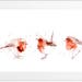 Robin Painting 3 Fat Robin Red Breasts Hand Signed Limited - Etsy