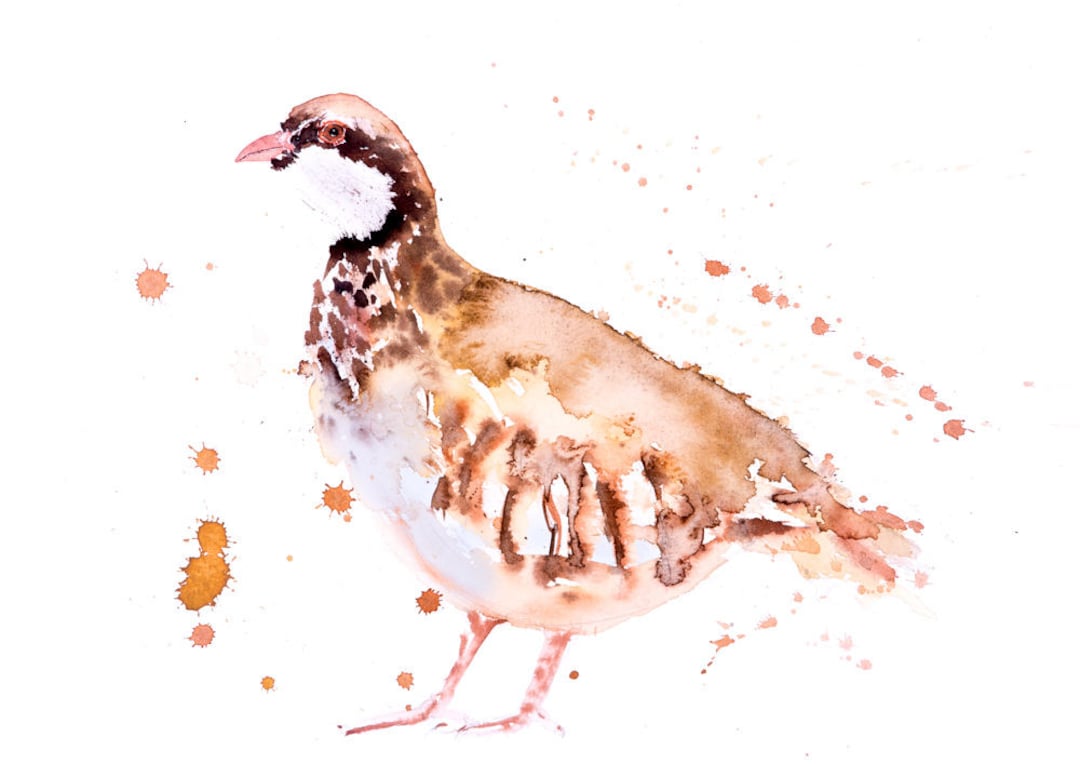 Partridge No.1 Signed Print of My Original Watercolour Painting - Etsy
