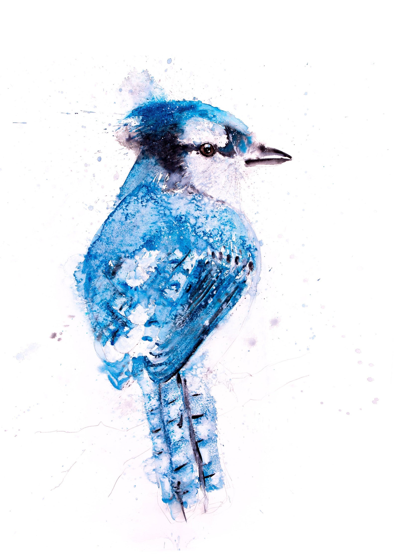 Blue Jay Painting Blue Jay Art Hand Signed Numbered | Etsy