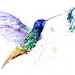 Humming Bird No.1 Signed Print of My Original Watercolour Painting - Etsy UK