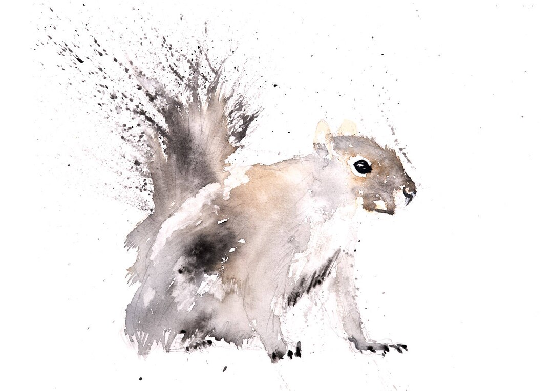 Grey Squirrel No.1 - Signed Limited Edition Print of My Original Water ...