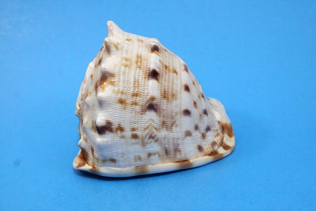 Natural Conch Sea Shell Horned Helmet King Queen White Brown Ocean 4 - Etsy