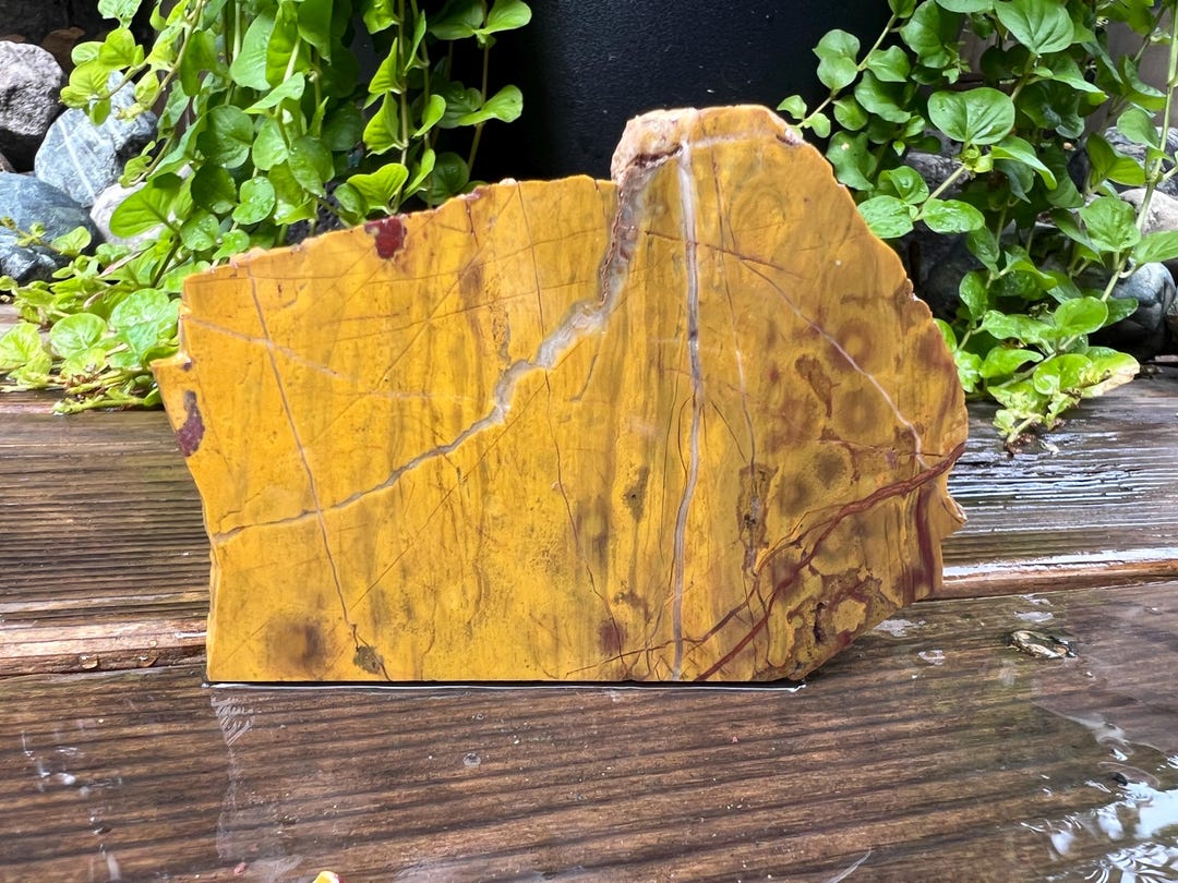 Raw Slab Brecciated Golden Yellow Agate Jasper With Orbiculars 4x3 ...