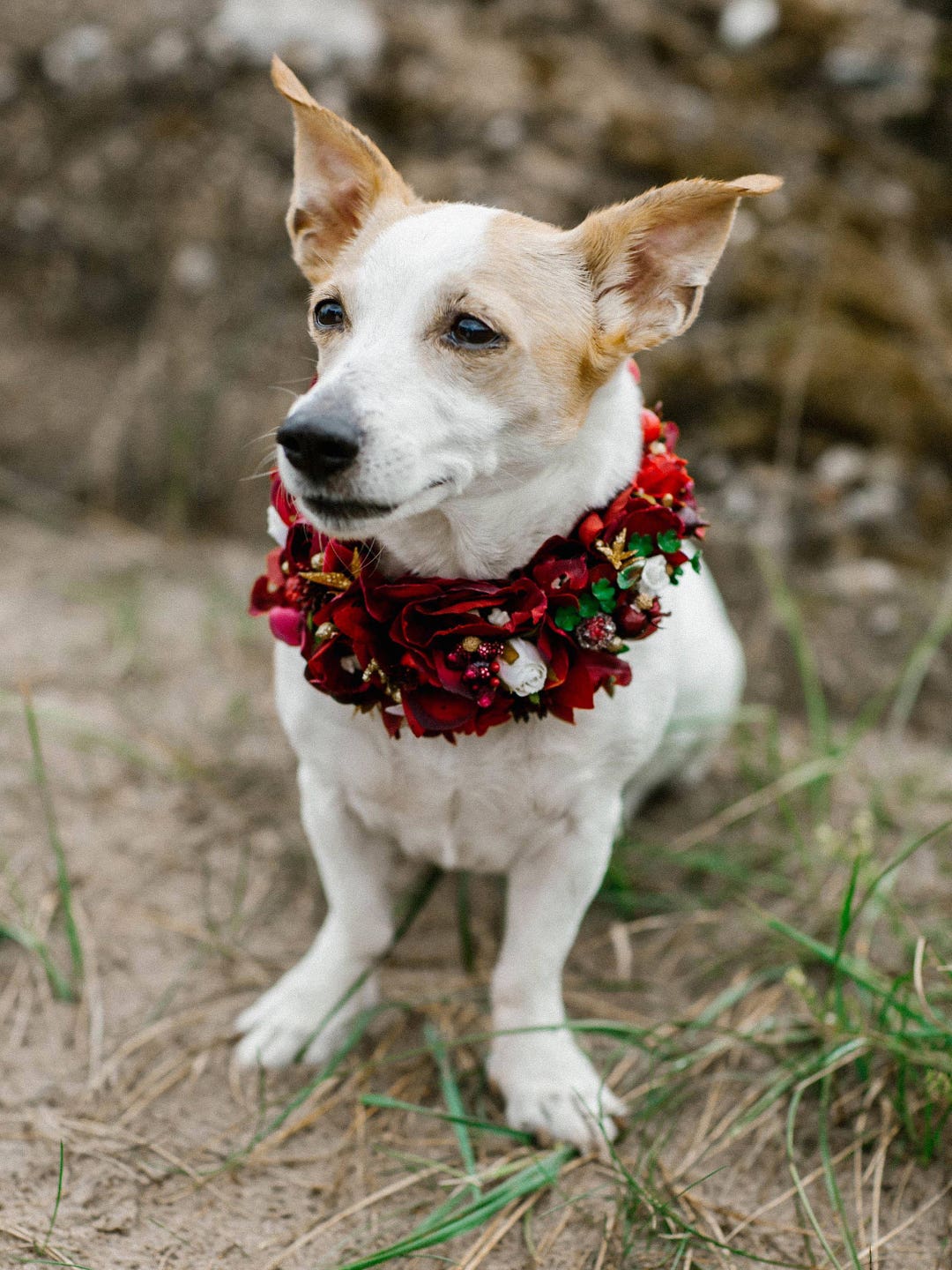 Dog Flower Crown, Dog Flower Collar, Flower Crown, Pet Flower Crown ...