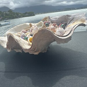 Hawaiian Clam Shell, Beautiful Natural Display of Hawaii, Great for ...