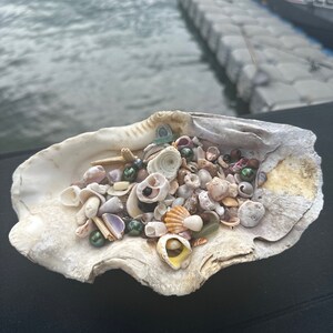 Hawaiian Clam Shell, Beautiful Natural Display of Hawaii, Great for ...