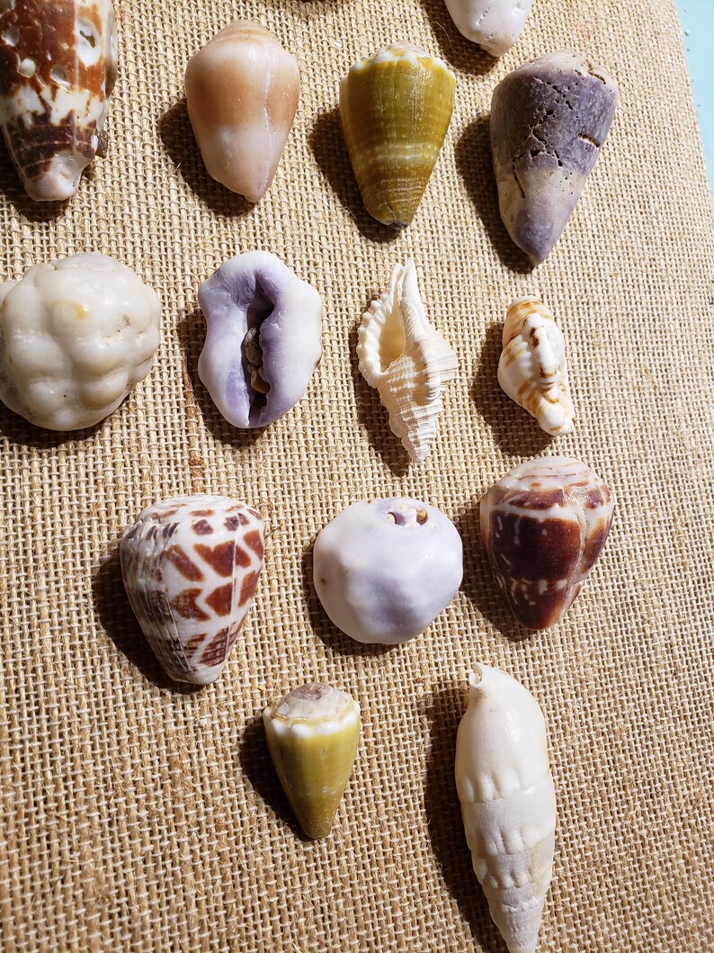 Hawaiian Seashellslarge Shellsrare Shells Huge Cone | Etsy