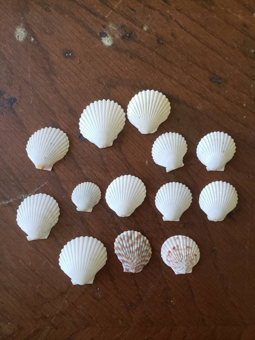 25 Hawaiian Fan Shells From Oahu Hawaii Good Condition Beautiful ...