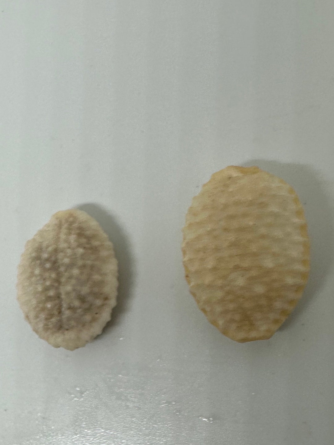 2 Hawaiian Cowrie Shells - Etsy