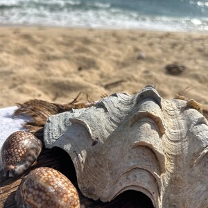 Hawaiian Clam Shell, Beautiful Natural Display of Hawaii, Great for ...