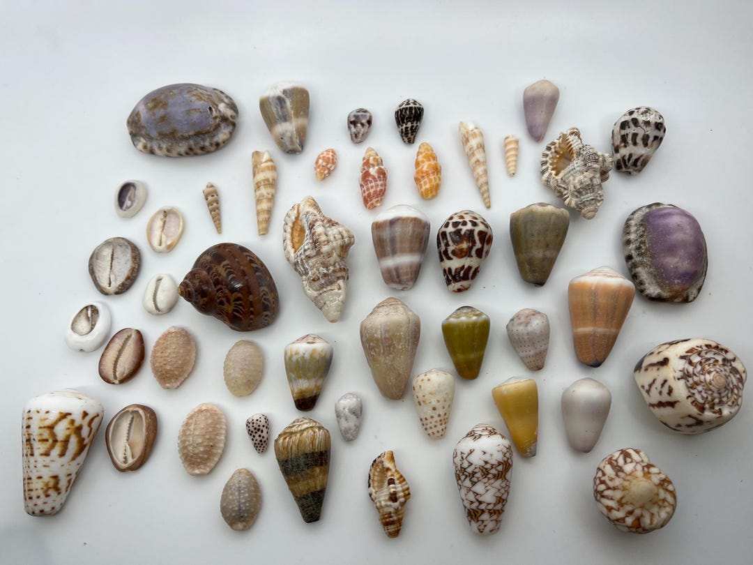 Mixed Variety of Real Hawaiian Seashells.beautiful,rare,collection - Etsy