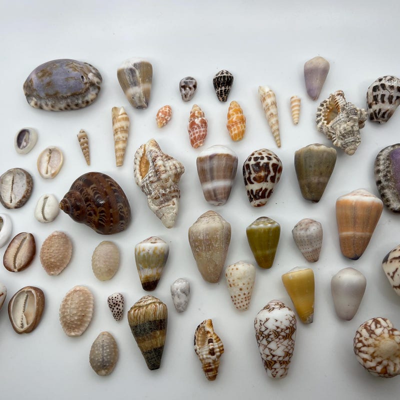 Rare Sea Shells - Etsy