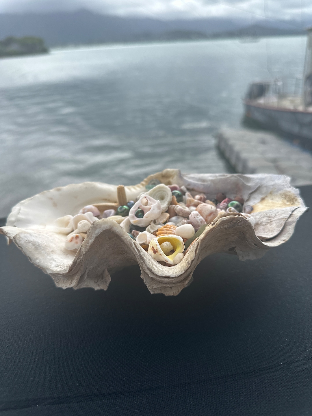 Hawaiian Clam Shell, Beautiful Natural Display of Hawaii, Great for ...