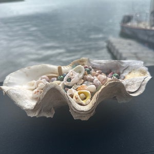 Hawaiian Clam Shell, Beautiful Natural Display of Hawaii, Great for ...