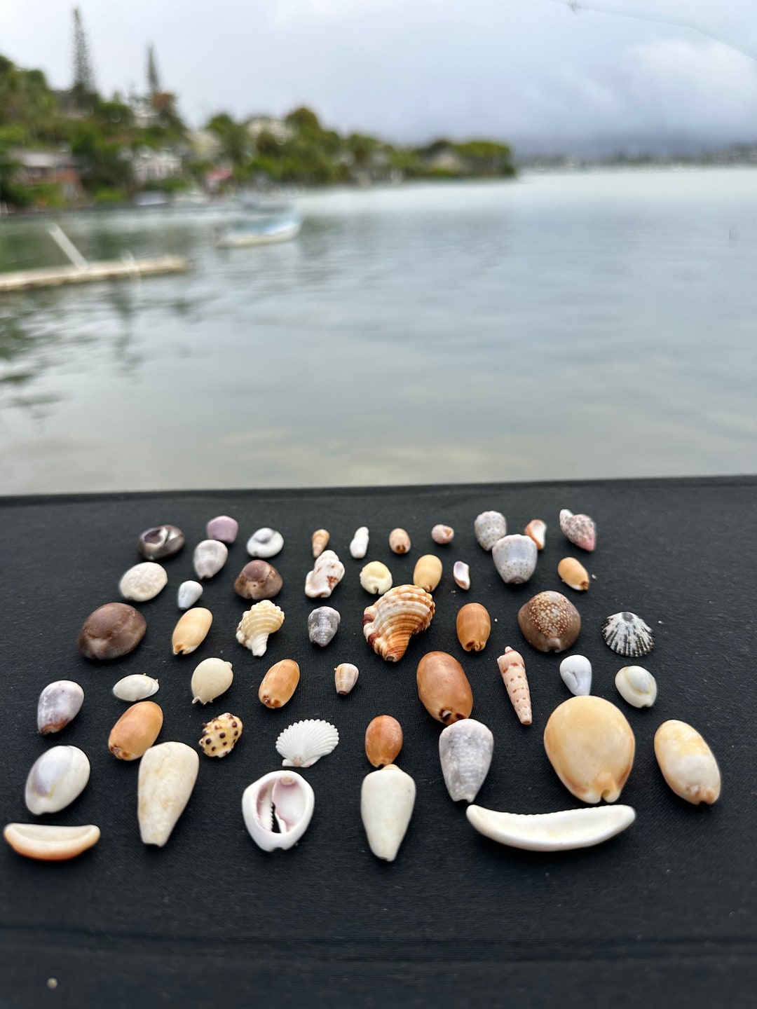 50 Hawaiian Seashells,hawaiian Puka Shells,bulk Seashell,puka Shell ...