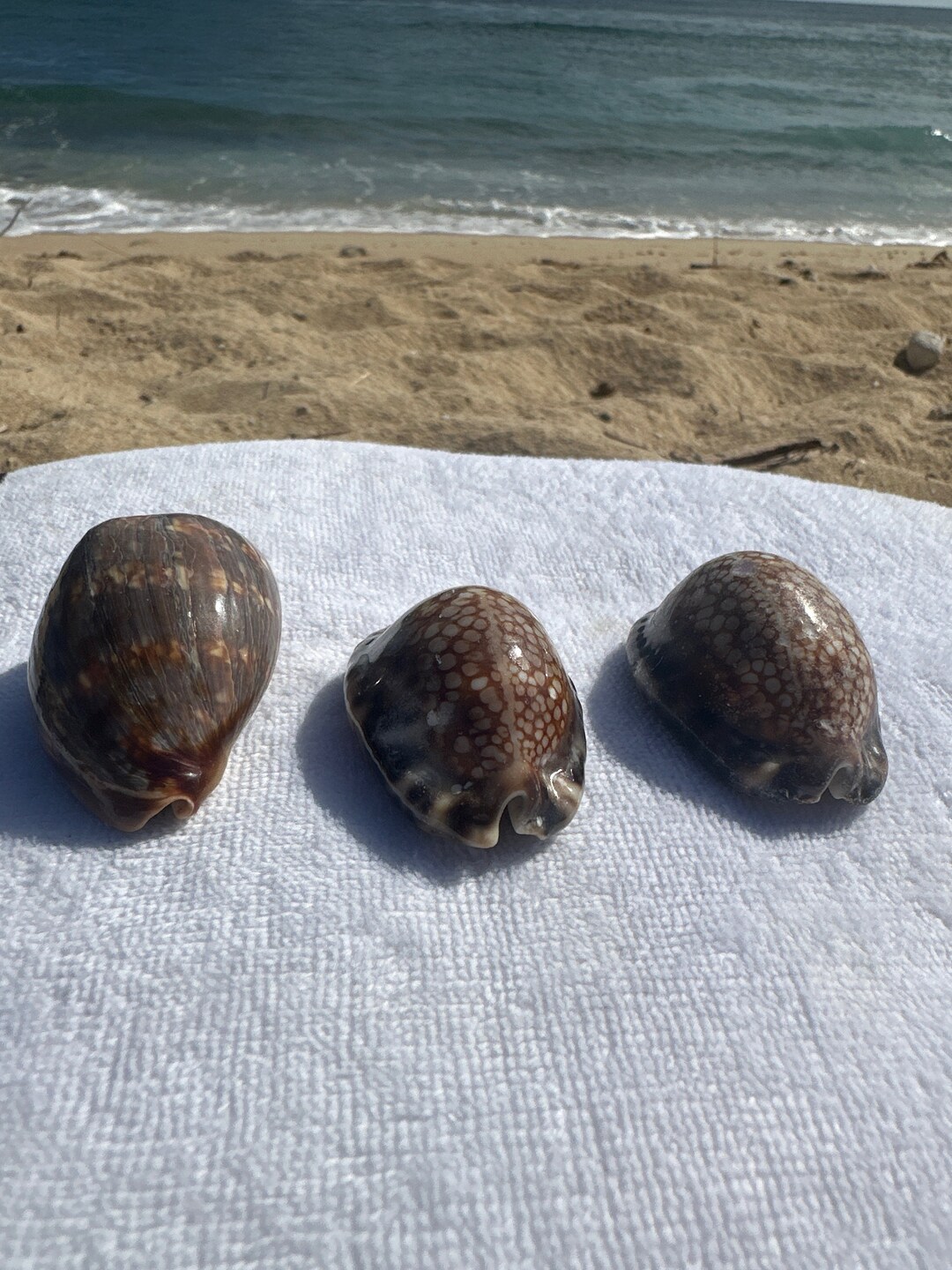 3 Large Hawaiian Cowrie Seashell.rare Collectable Real Seashell From ...