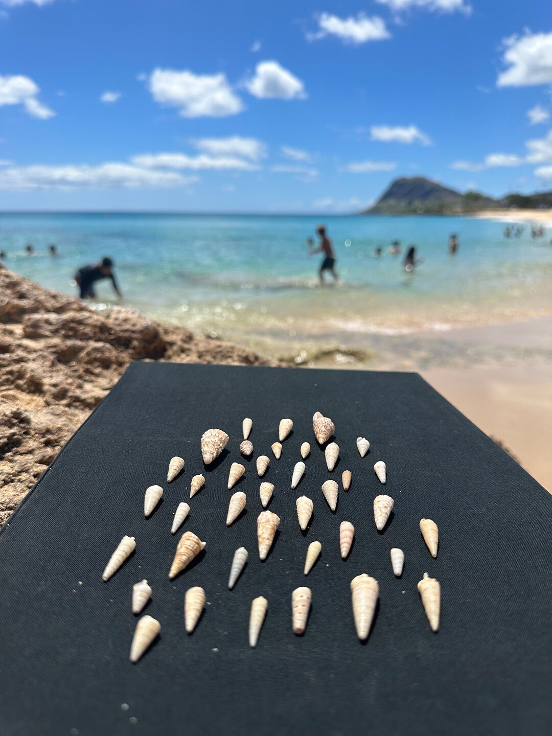 15 Rare Small Hawaiian Miter Seashells. Great for Making Jewelry,art ...