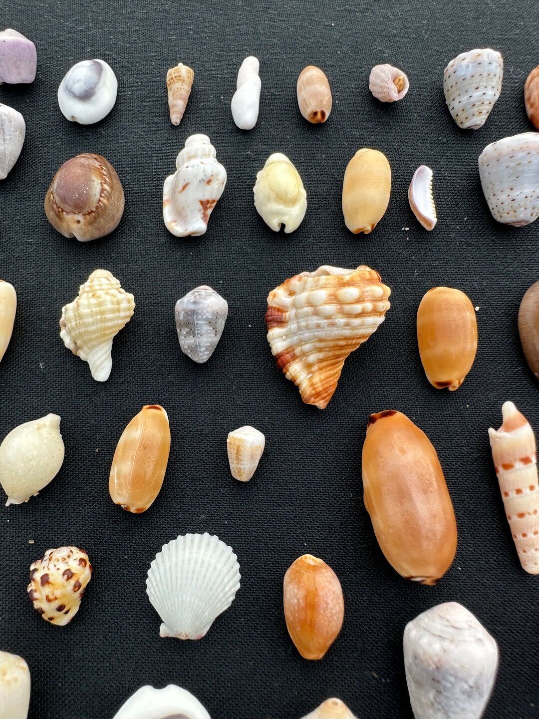 50 Hawaiian Seashells,hawaiian Puka Shells,bulk Seashell,puka Shell ...