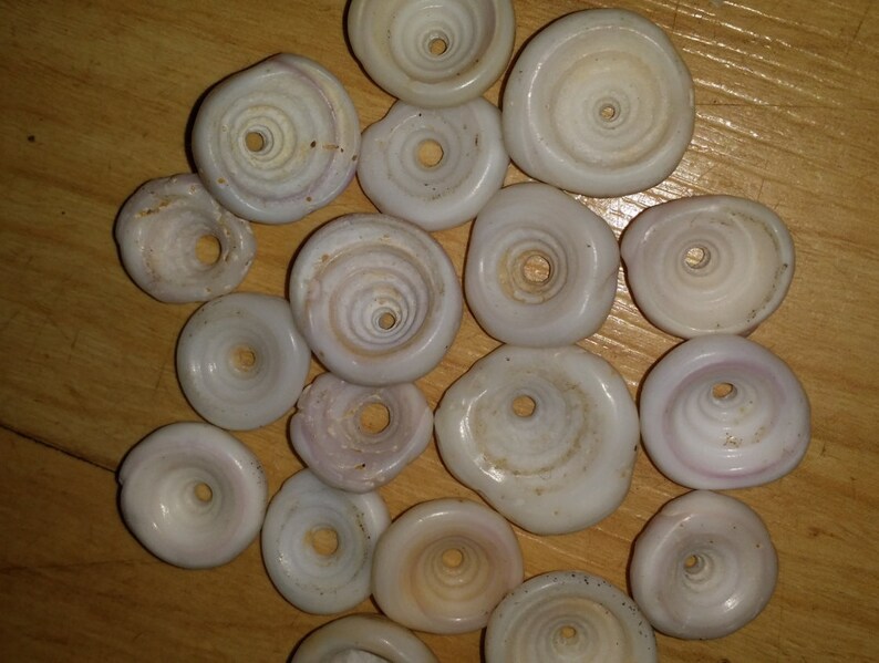 Hawaiian Puka Shellspukashellsloose Shellscraft - Etsy