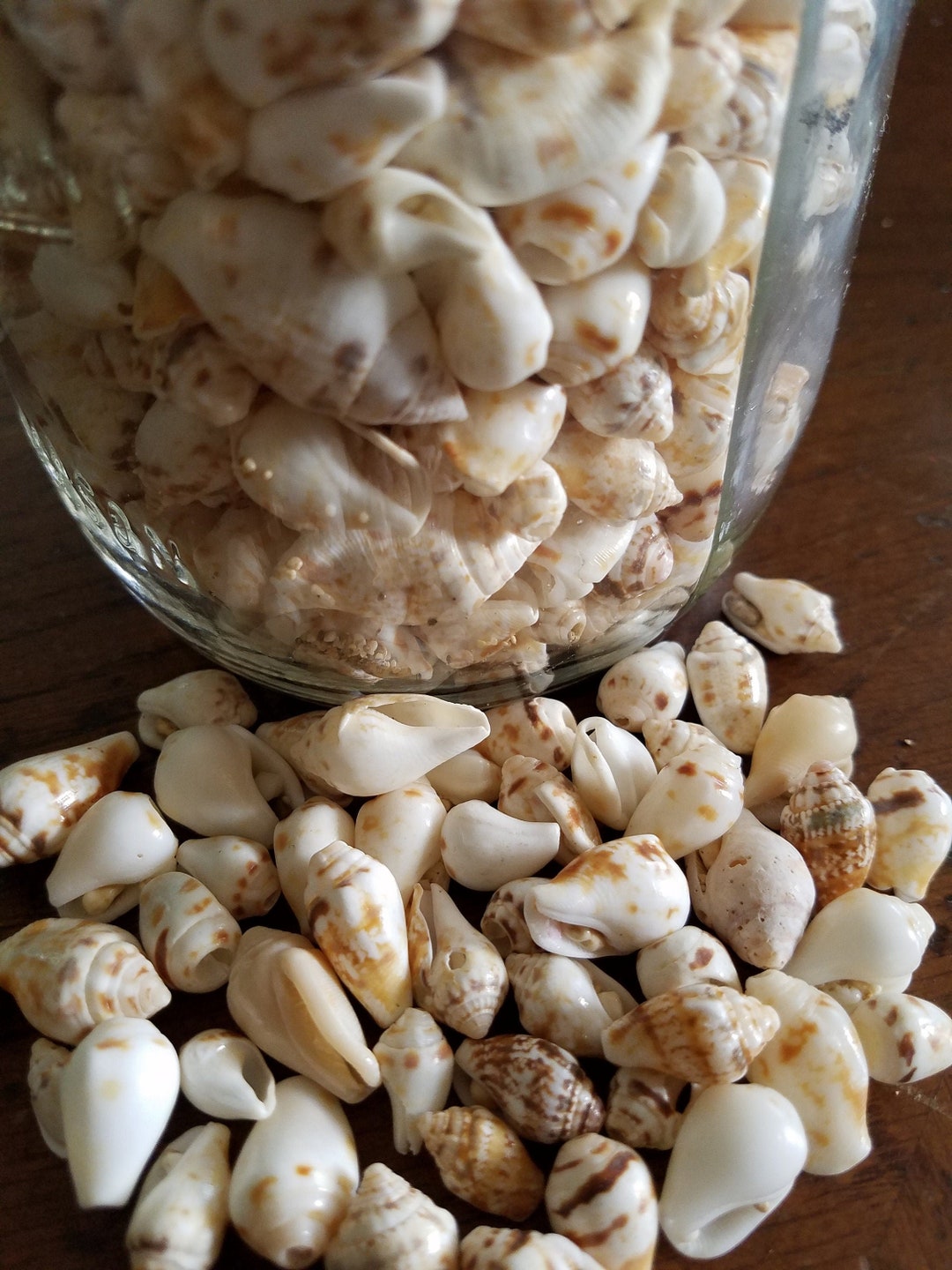 20 Hawaiian Nihiau Seashells,rare Seashells,seashells,craft Supply ...