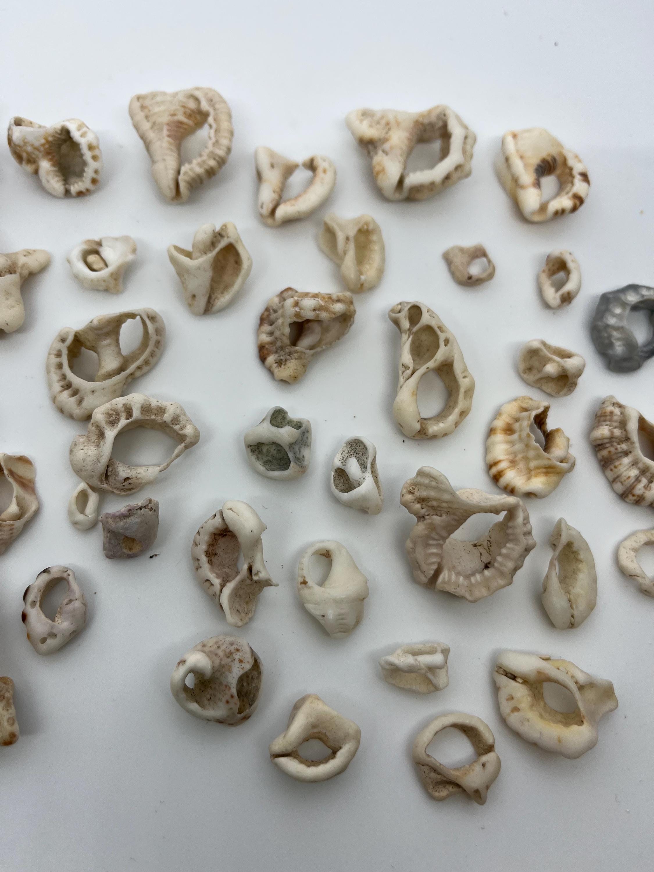 40 Hawaiian Seashells . All Seashells Pictured. Found on Island of Oahu ...