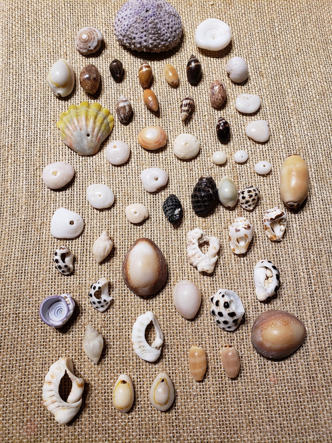 50 Hawaiian Seashells,hawaiian Puka Shells,bulk Seashell,puka Shell ...