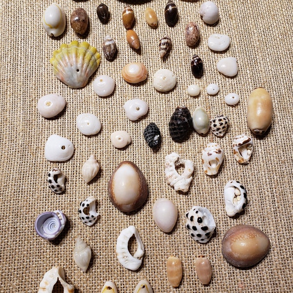 Bulk Seashells - Etsy