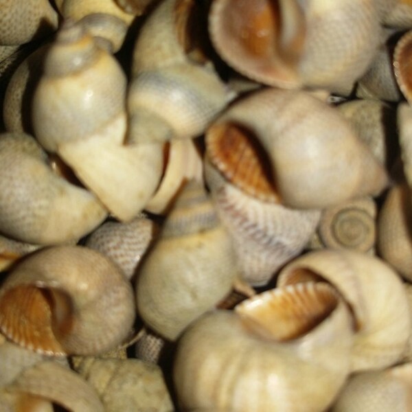 Bulk Seashells - Etsy