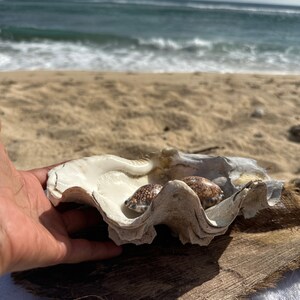 Hawaiian Clam Shell, Beautiful Natural Display of Hawaii, Great for ...