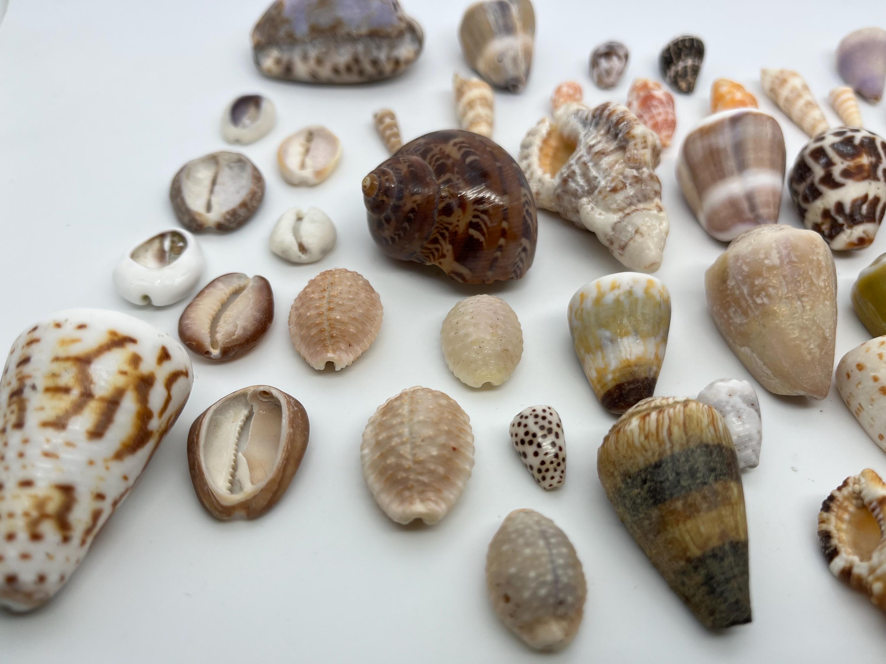 Mixed Variety of Real Hawaiian Seashells.beautiful,rare,collection - Etsy