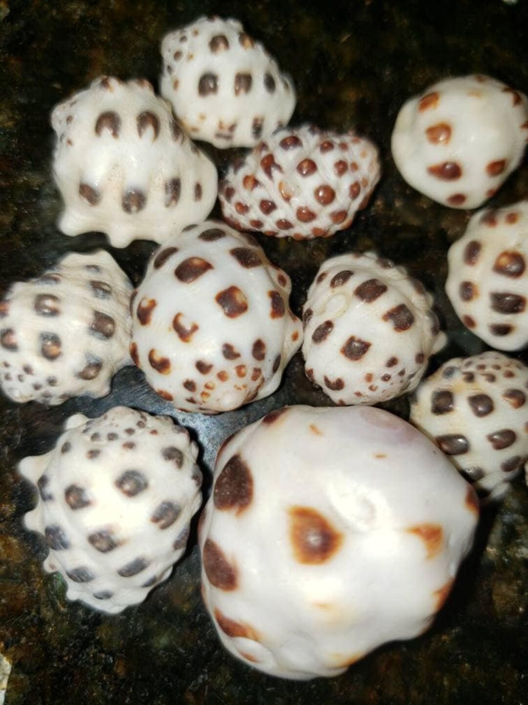 12 Hawaiian Drupe Seashells Mixed Sizes,rare,beautiful ,found on Oahu ...