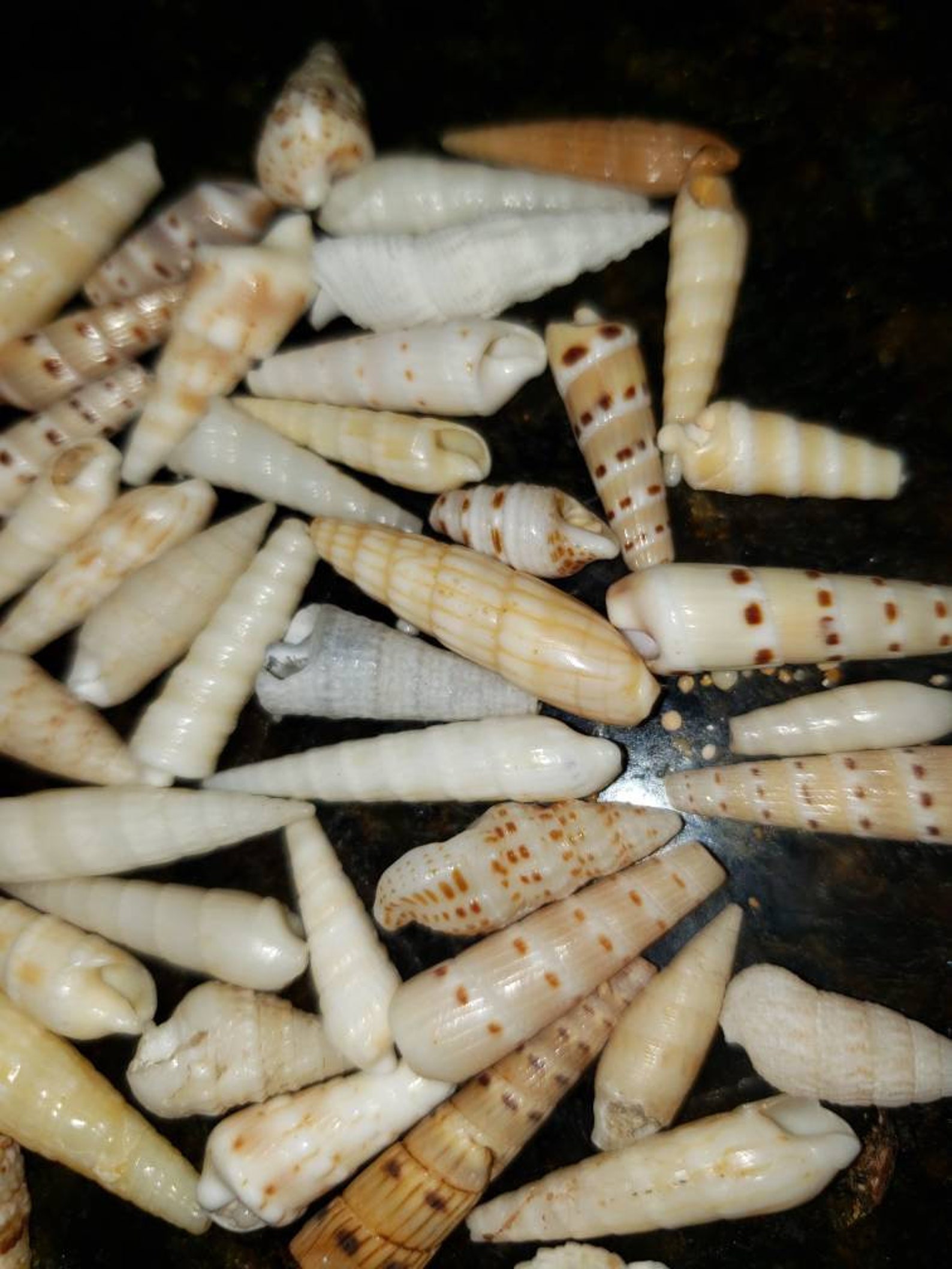 Rare hawaiian seashells | Etsy