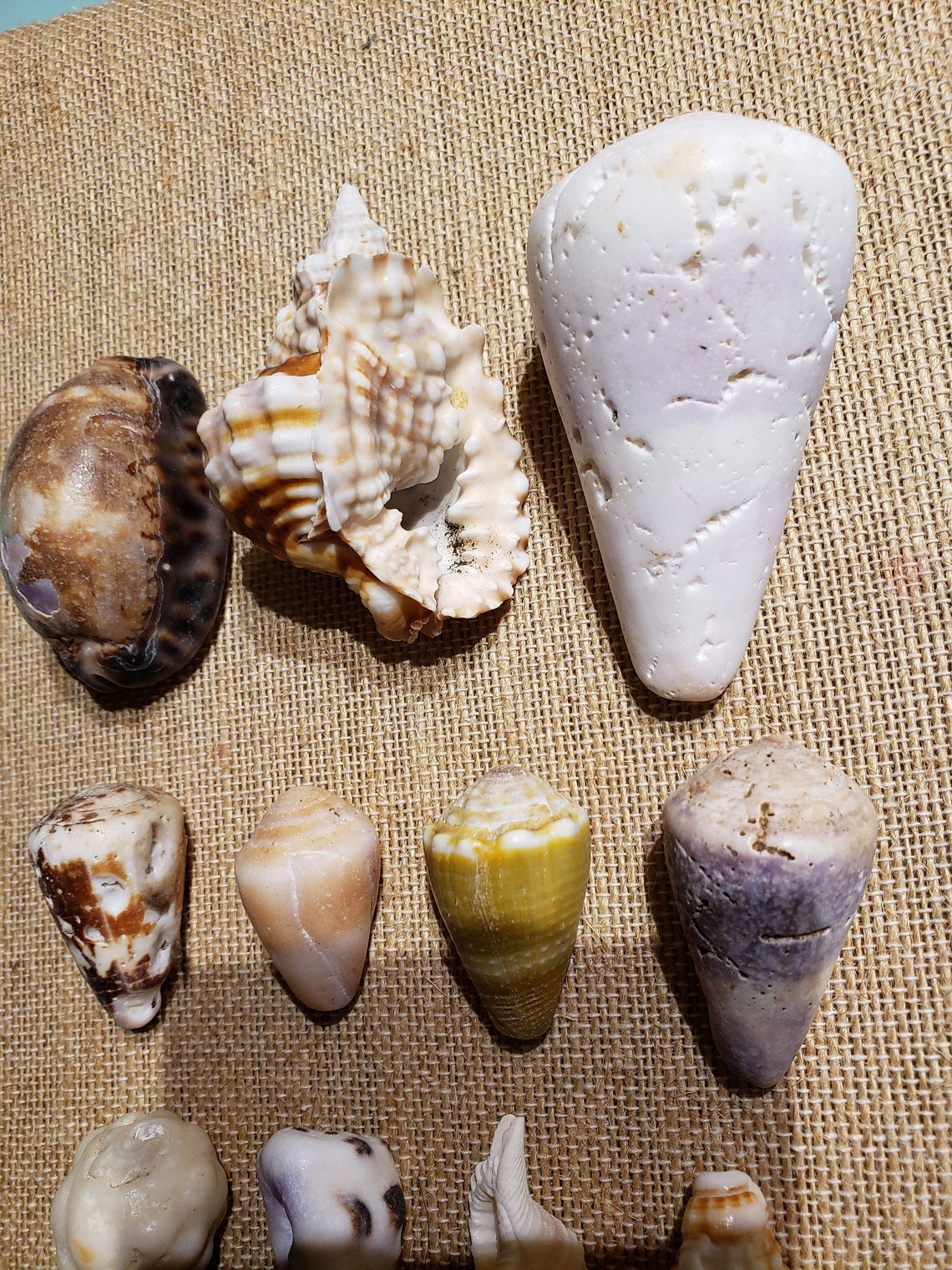 Hawaiian Seashellslarge Shellsrare Shells Huge Cone | Etsy