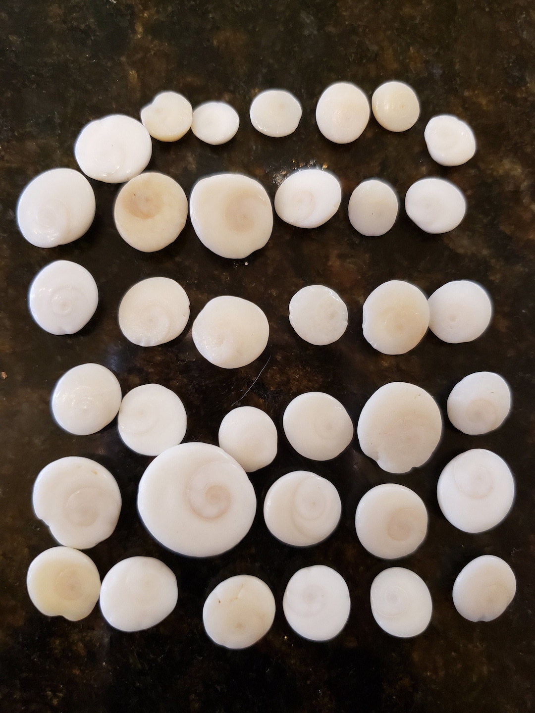 35 Hawaiian Seashells Found Along the Shores of Oahu Hawaii.these Are ...