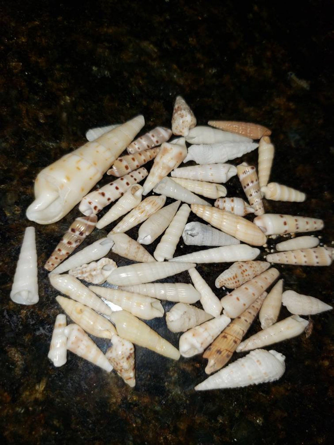 Rare hawaiian seashells | Etsy