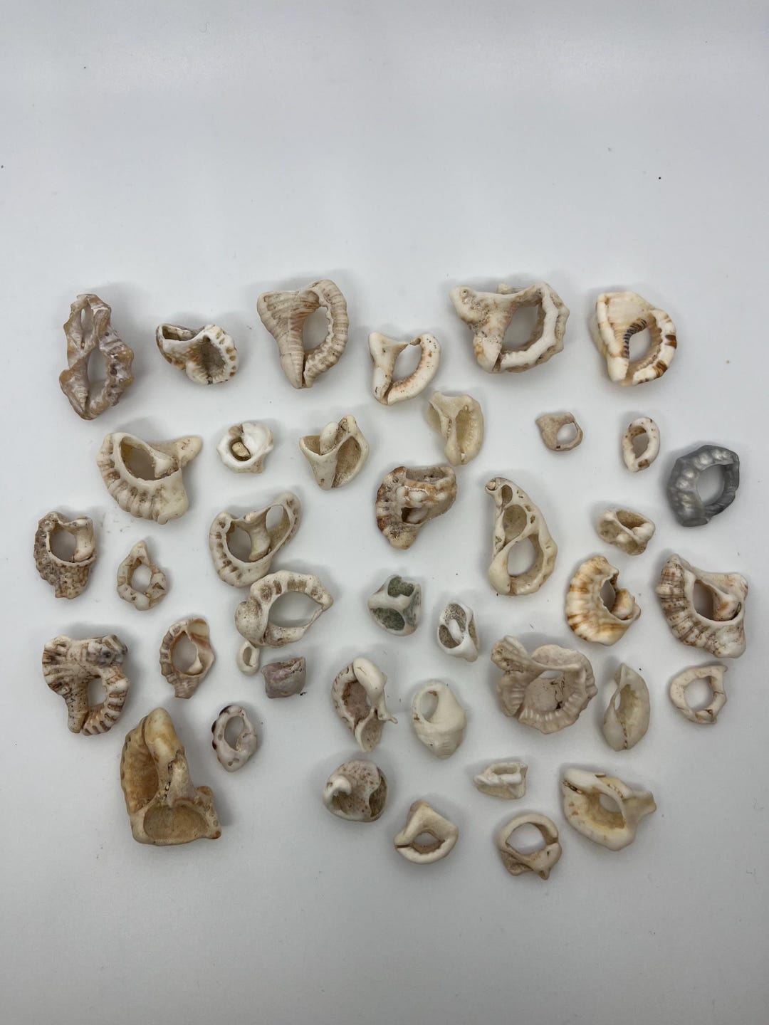 40 Hawaiian Seashells . All Seashells Pictured. Found on Island of Oahu ...